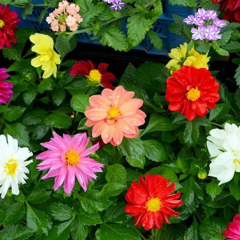 Types of Flowers by Life Expectancy - Flora Queen